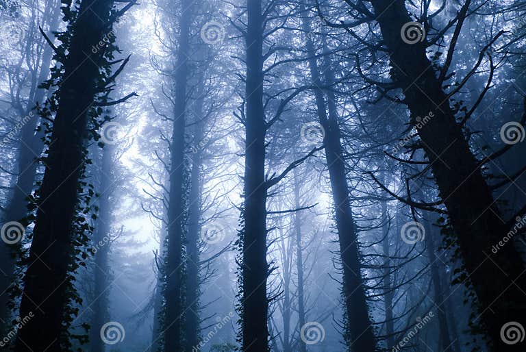 Blue Forest stock image. Image of trunk, life, creation - 14067923