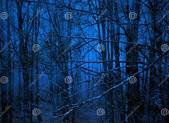Blue forest stock image. Image of evil, light, black - 20492311