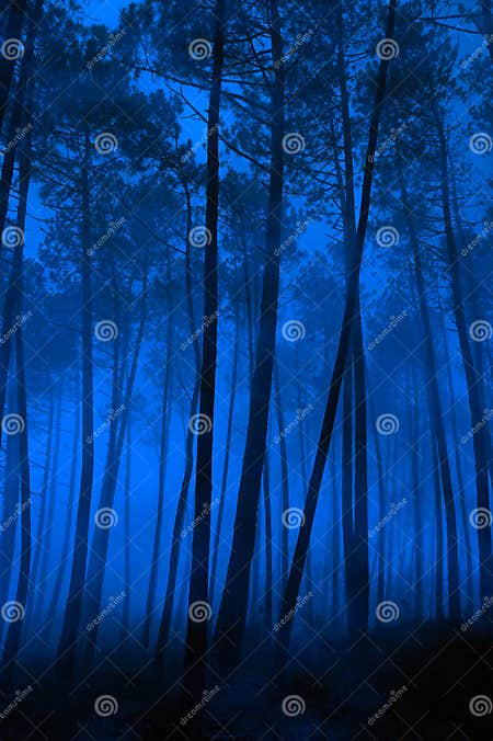 Blue forest stock photo. Image of mood, darkness, misty - 20690270