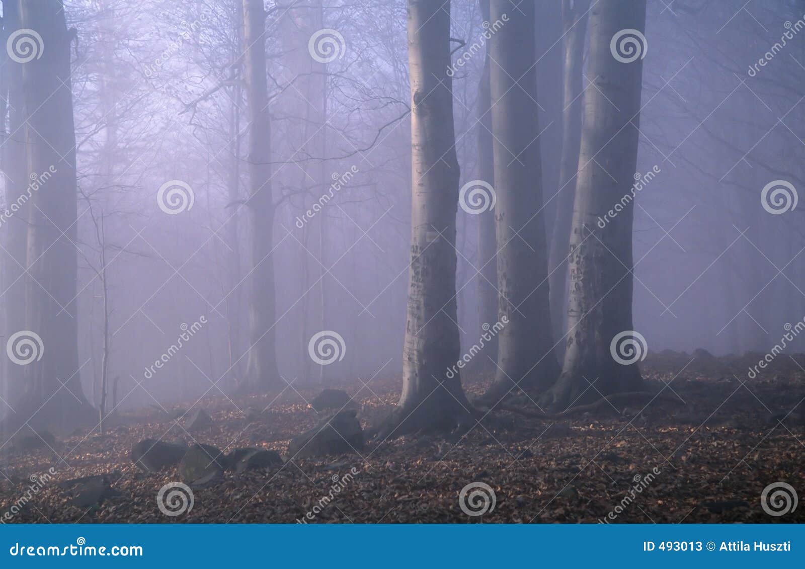 Blue forest stock image. Image of misty, stones, trees - 493013