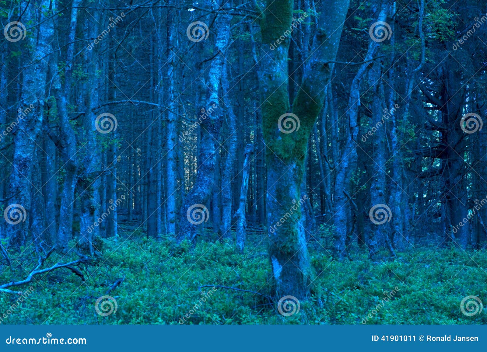 Blue Forest at Dawn in Nature Area Eifel Stock Image - Image of forest ...