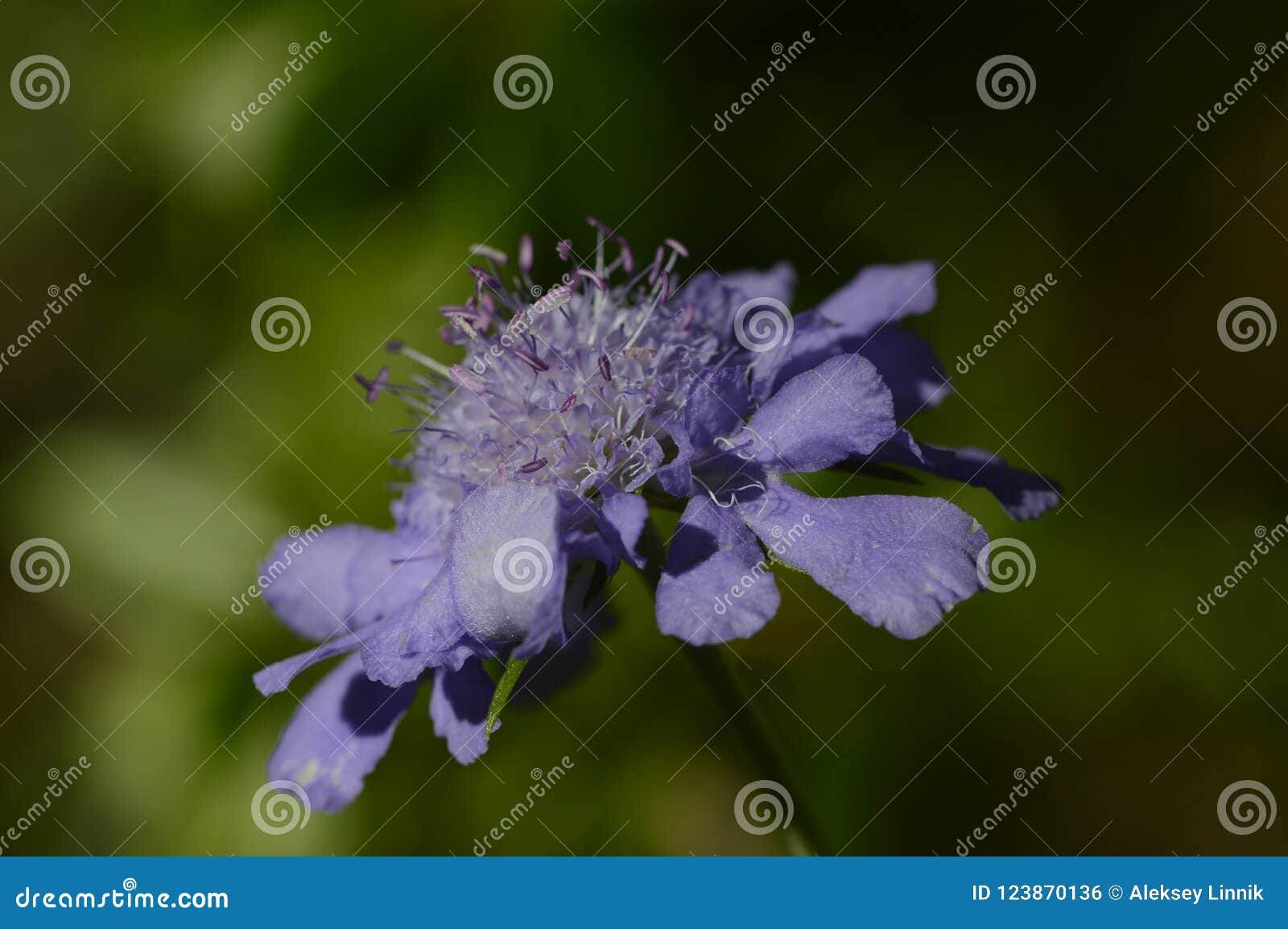 Blue Forest Flower in the Forest Stock Photo - Image of branch, greens ...