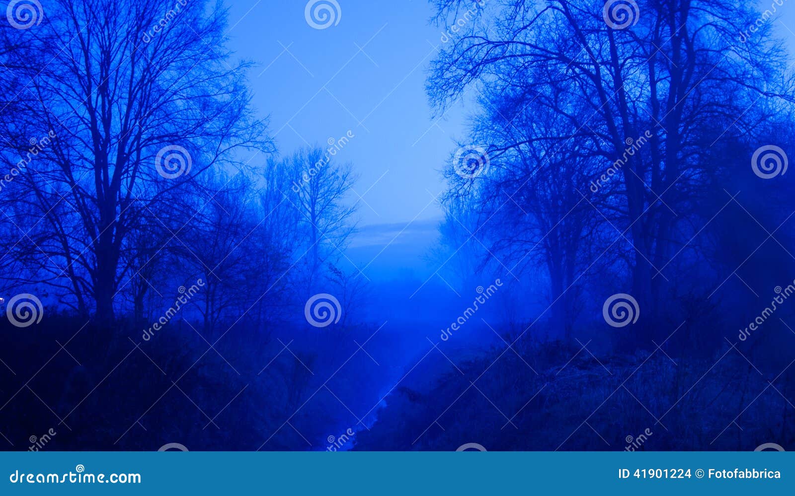 Blue Forest stock photo. Image of forest, evil, morning - 41901224