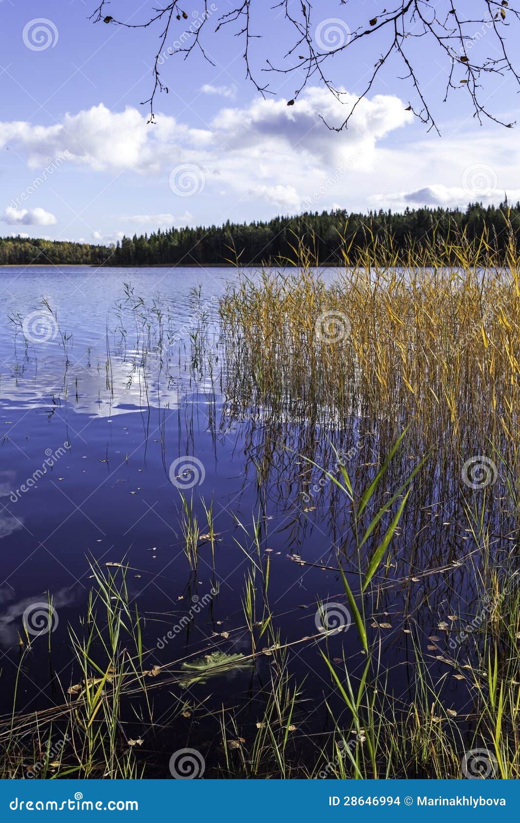 Blue forest lake stock photo. Image of river, blue, nature - 28646994