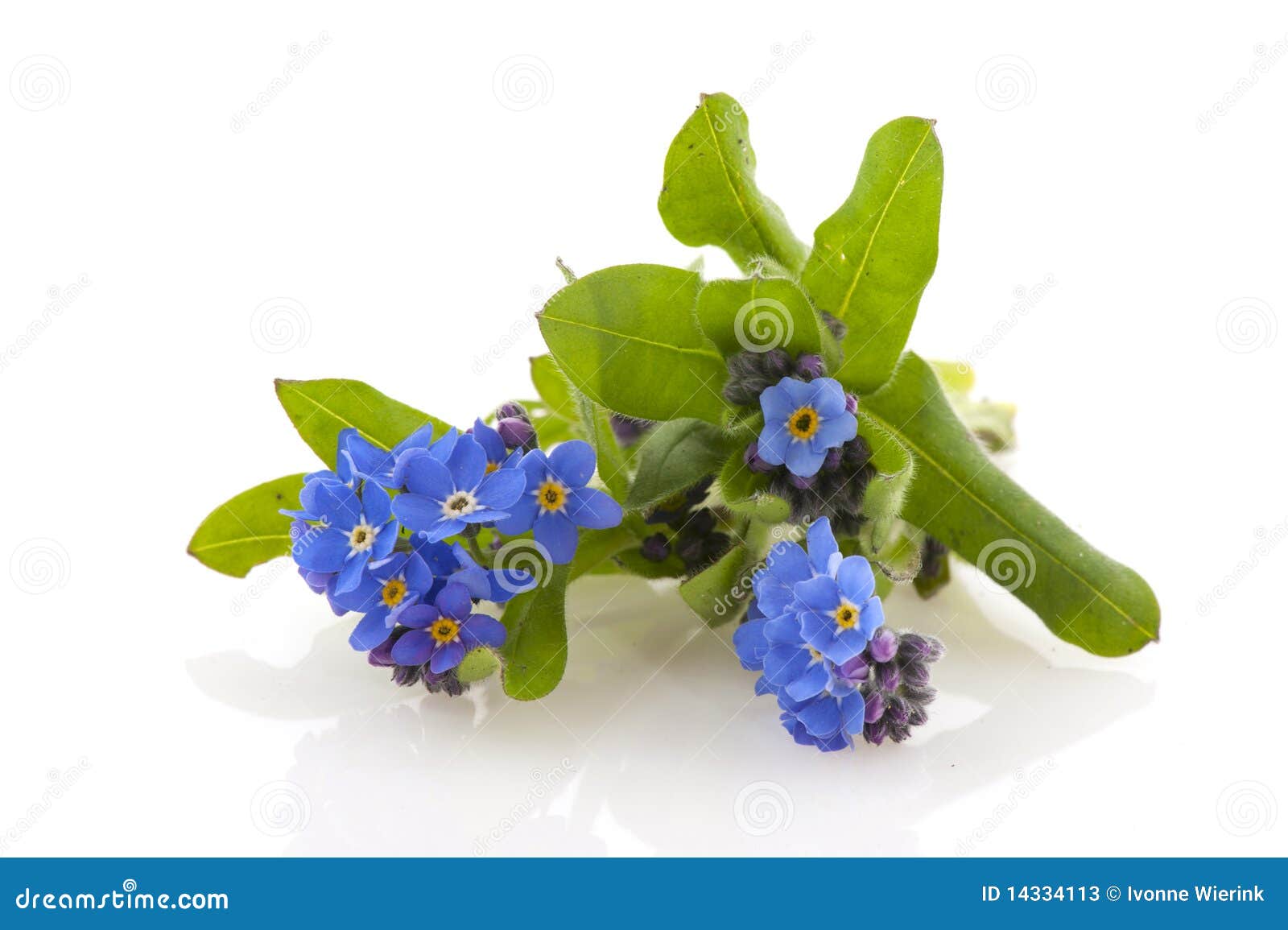 Blue Forget-me-not stock image. Image of tiny, isolated - 14334113