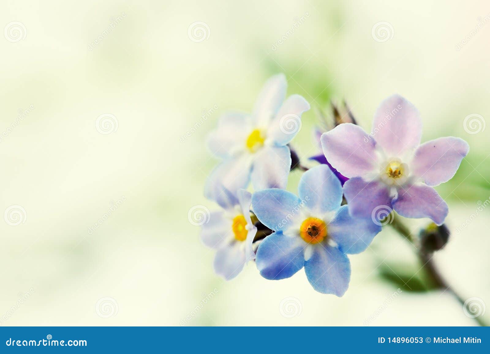 Forget Me Not Flower Isolated On White Background. Blue And Pink Bloom ...