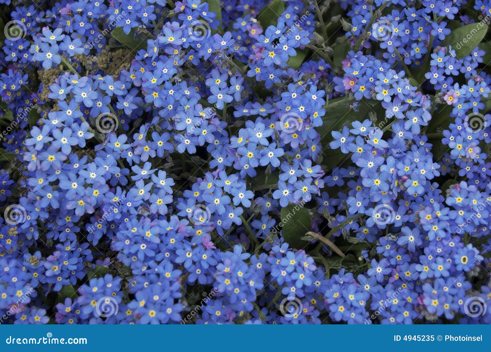 Blue forget me not flowers stock image. Image of faithfulness - 4945235