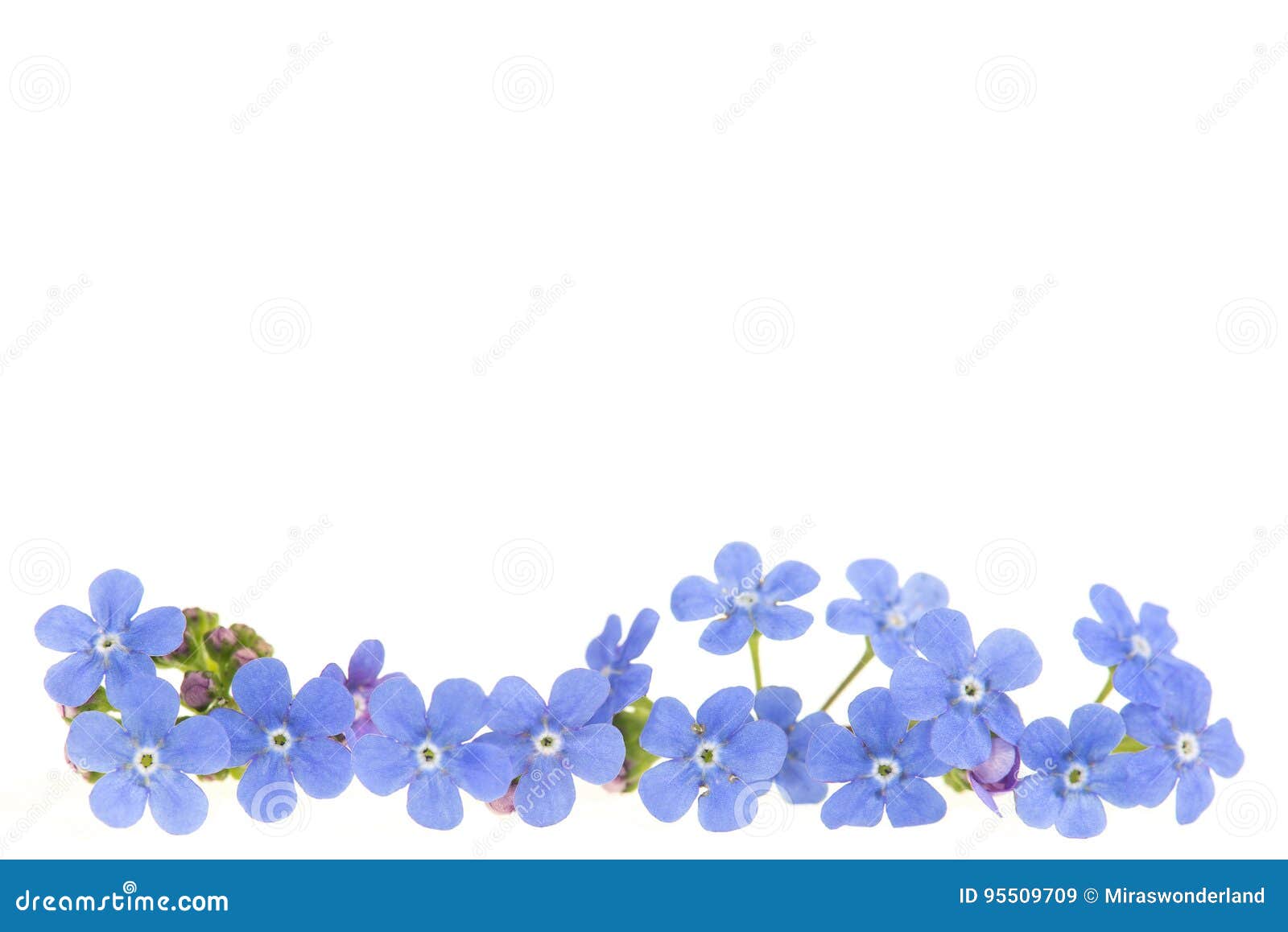 Blue Forget Me Not Flowers on the Border of the Image Stock Image ...