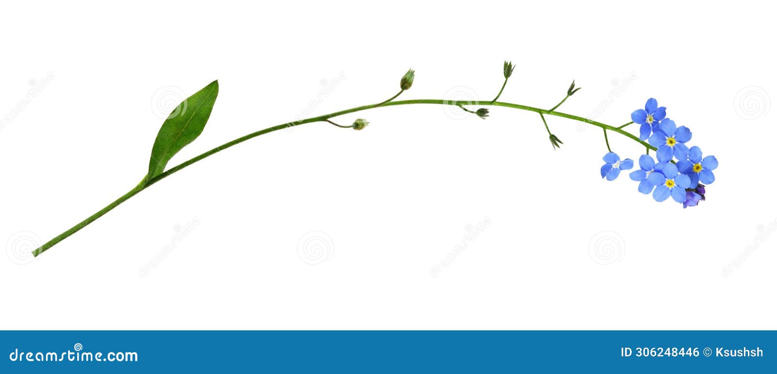 Blue Forget-me-not Flowers Isolated on White Background Stock Photo ...