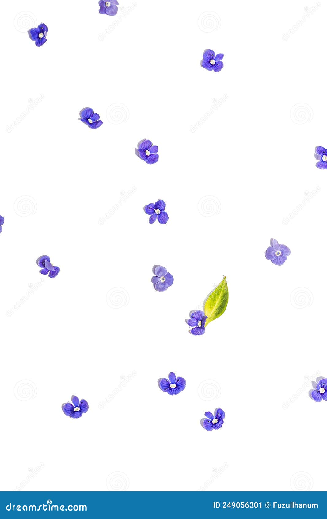 Blue Forget Me Not Flowers Isolated on a White Background. Springtime ...