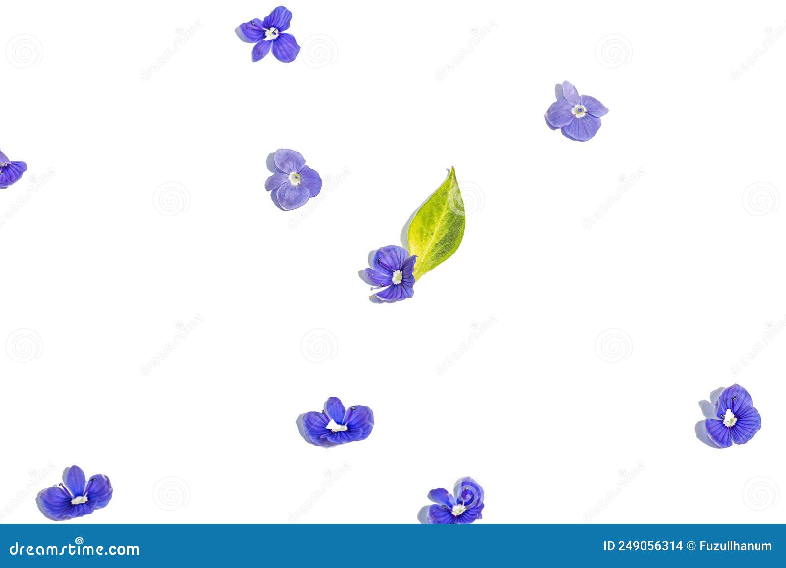 Blue Forget Me Not Flowers Isolated on a White Background. Springtime ...