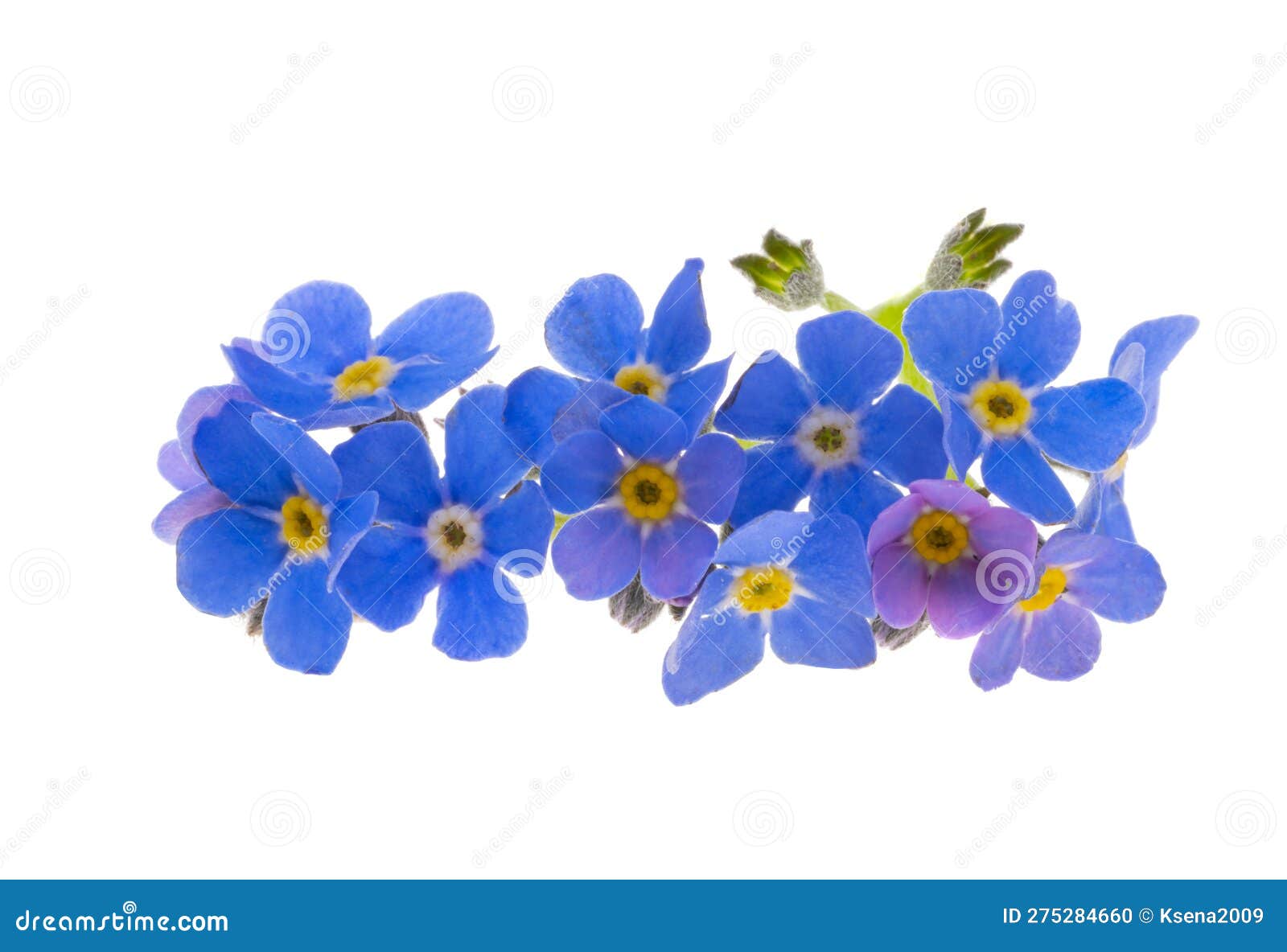 Blue Forget-me-not Isolated Stock Photo - Image of flower, background ...