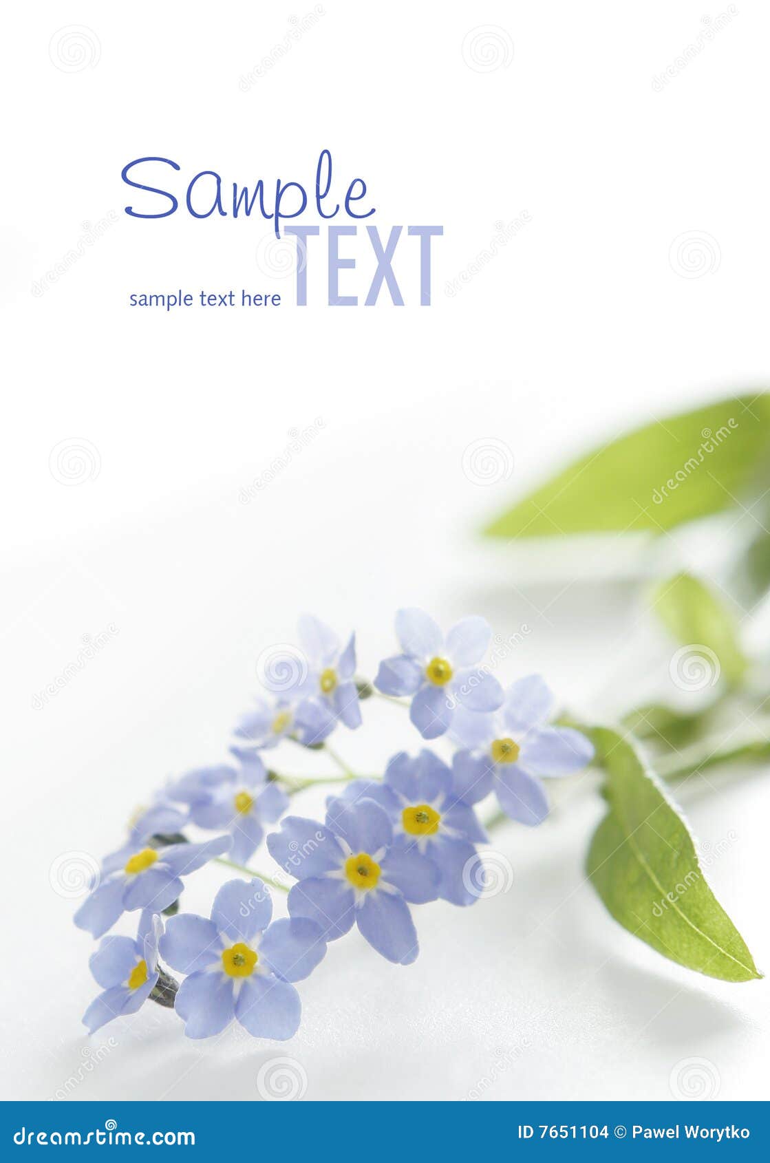 Blue Forget-me-nots Or Myosotis Flowers In Grey Bucket And De Royalty ...