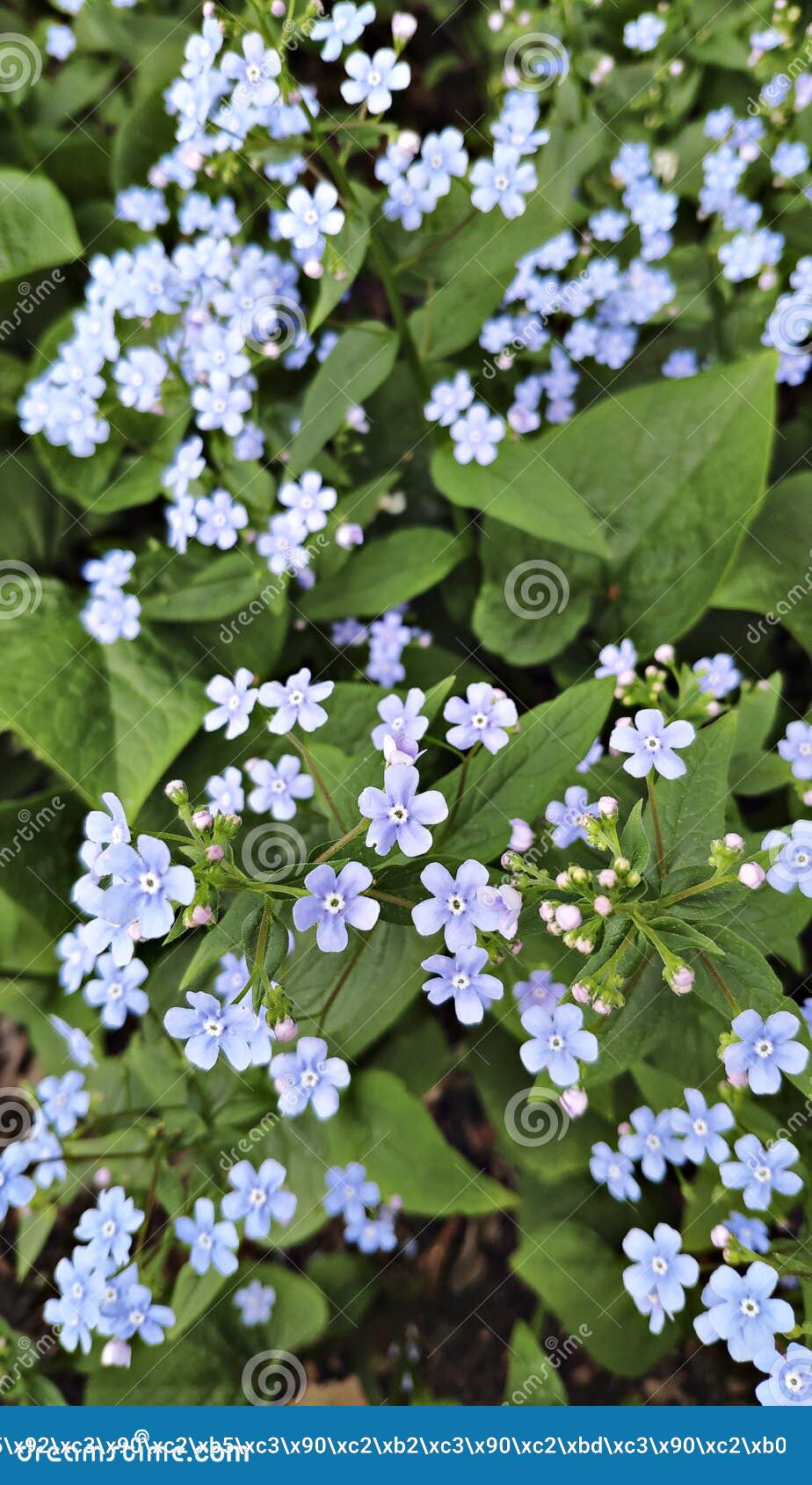 Blue Forget-me-nots on a Background of Green Leaves. Spring. Stock ...