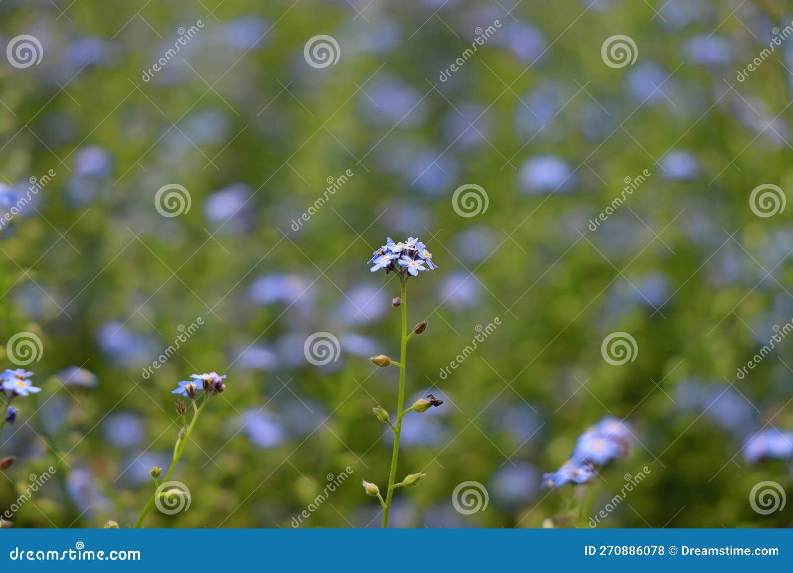 Forget-Me-Nots stock photo. Image of field, spring, scorpion - 270886078