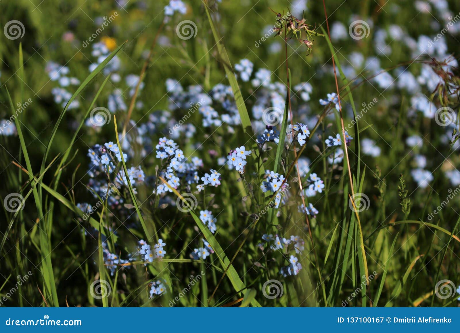 Blue Forget-me-nots in the Wild Grass Stock Image - Image of floral ...