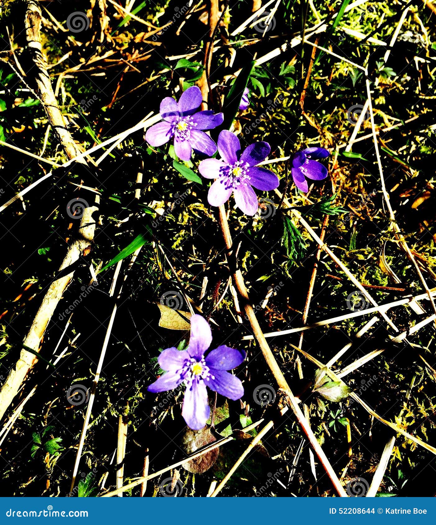 Blue Fragile Flowers Spring Walk Calm Stock Photo - Image of garden ...