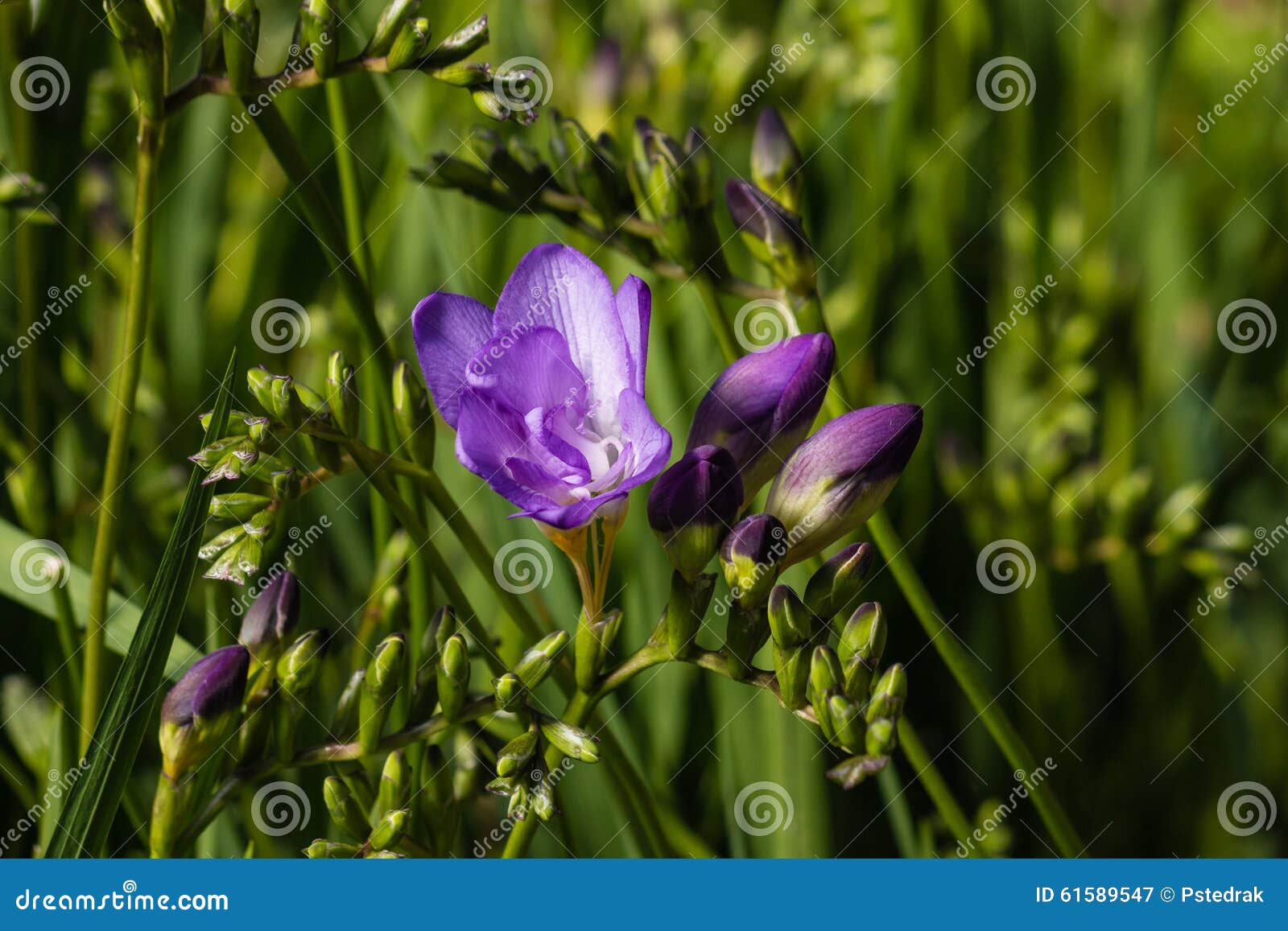 Blue freesia flowers stock image. Image of spring, purple - 61589547