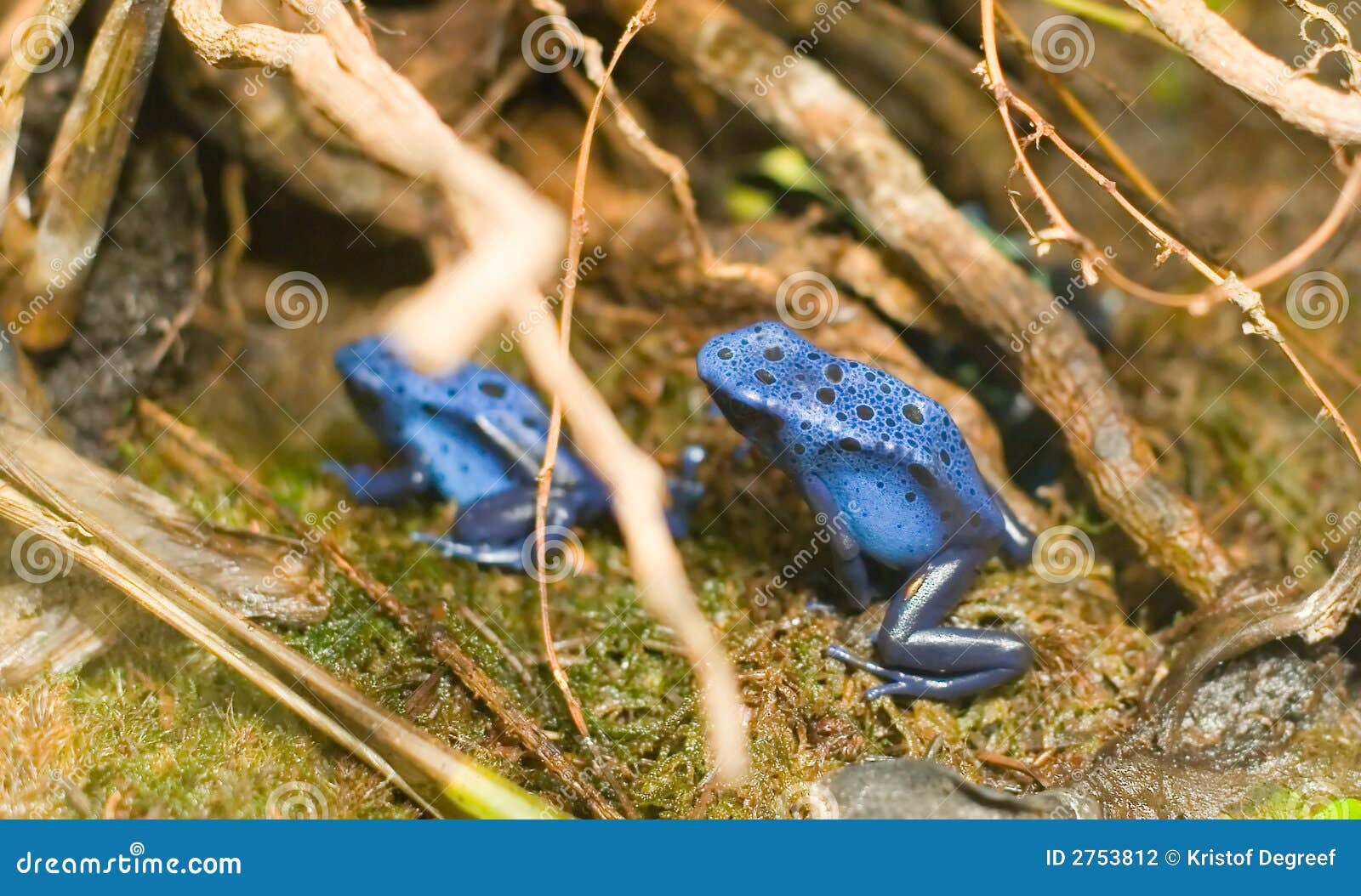 Blue frog stock photo. Image of tiny, arrow, amphibian - 2753812