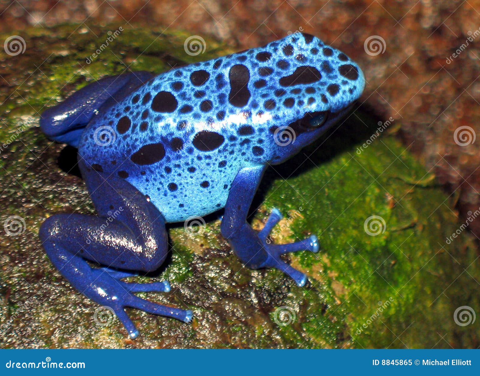 Blue Frog stock image. Image of tropical, macro, rocks - 8845865