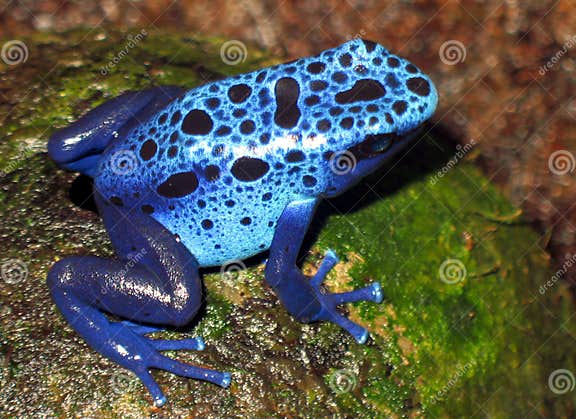Blue Frog stock image. Image of tropical, macro, rocks - 8845865