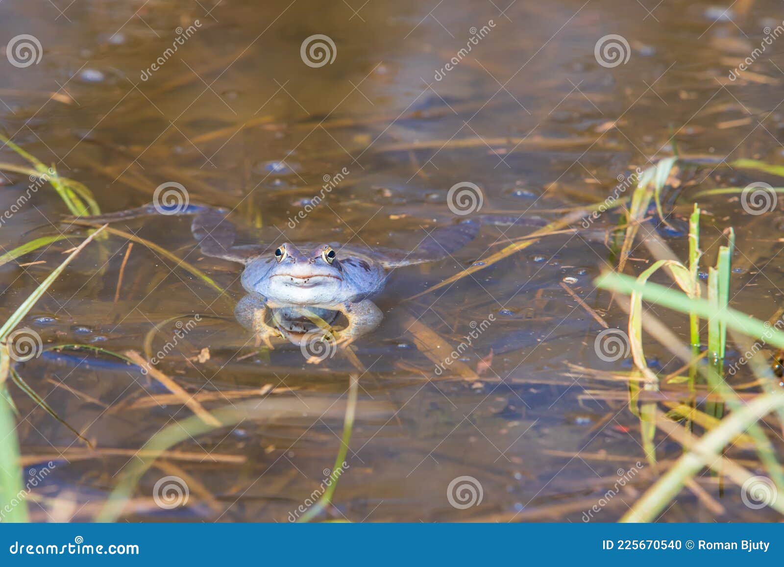 Blue Frog - Frog Arvalis on the Surface of a Swamp. Photo of Wild ...