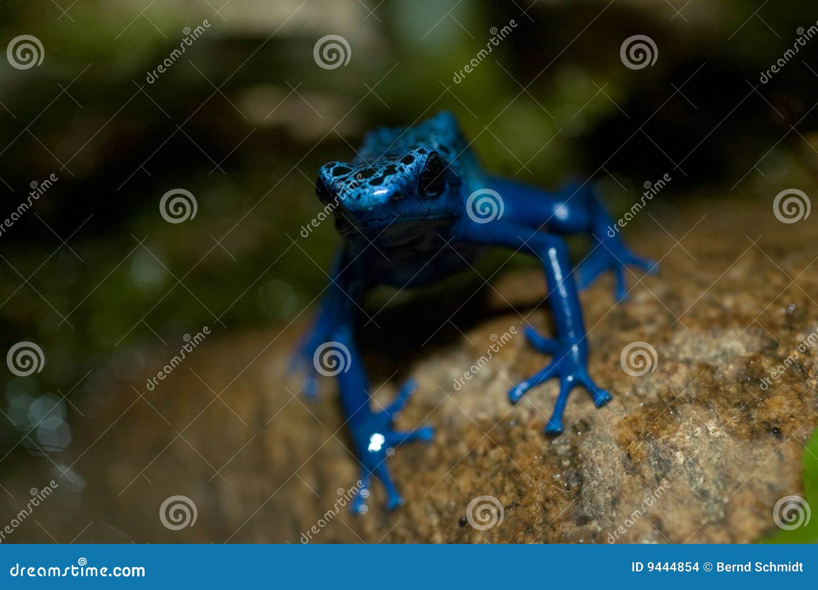 Blue Frog Dendrobates Azureus Stock Photo - Image of frog, nature: 9444854