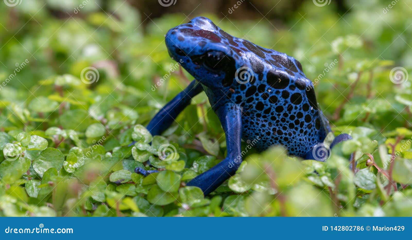 Armoured Frog Stock Photos - Free & Royalty-Free Stock Photos from ...