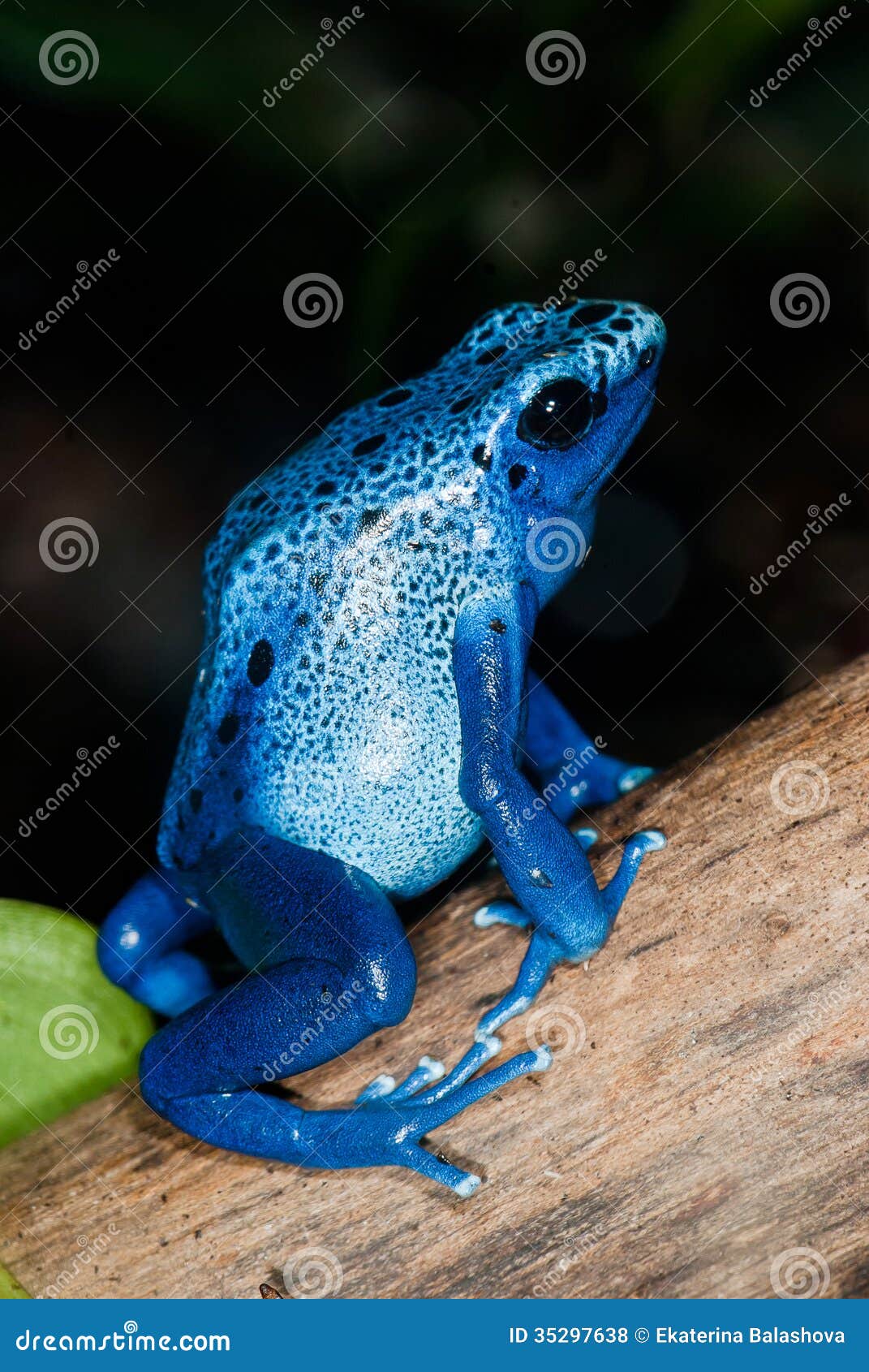 Blue frog stock photo. Image of nature, blue, vertical - 35297638