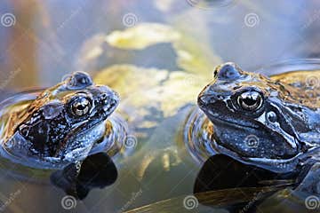 Blue frogs stock photo. Image of frogs, nature, wildlife - 151568