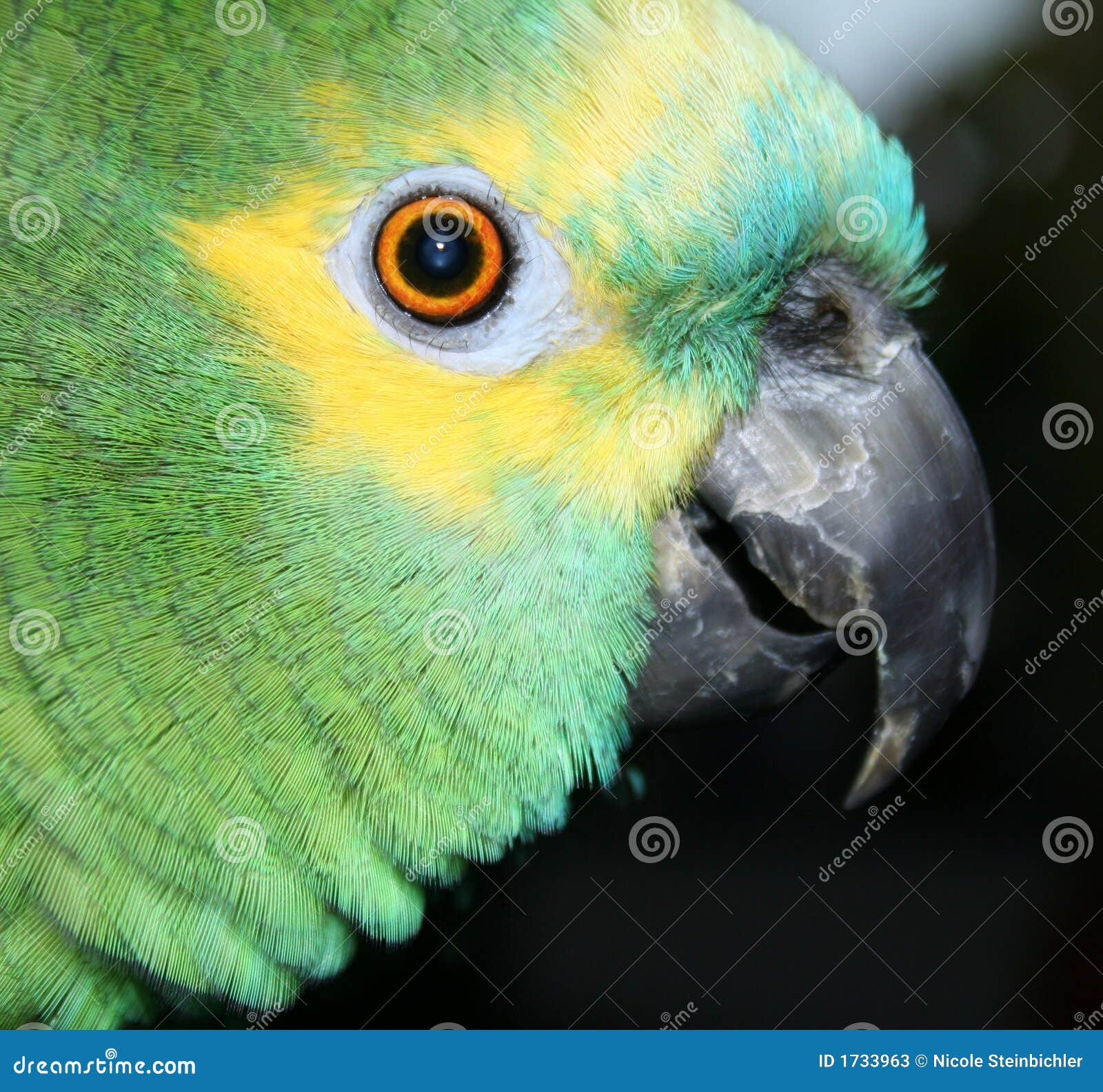 Blue Fronted Amazon stock image. Image of portrait, bird - 1733963