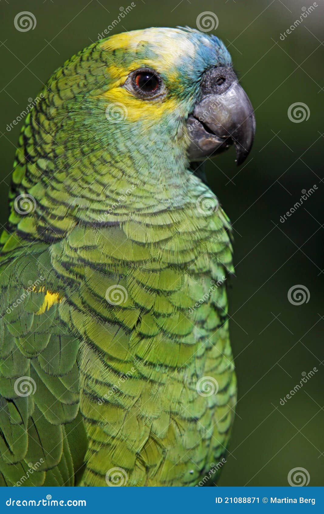 Blue-fronted Amazon stock image. Image of animal, parakeet - 21088871