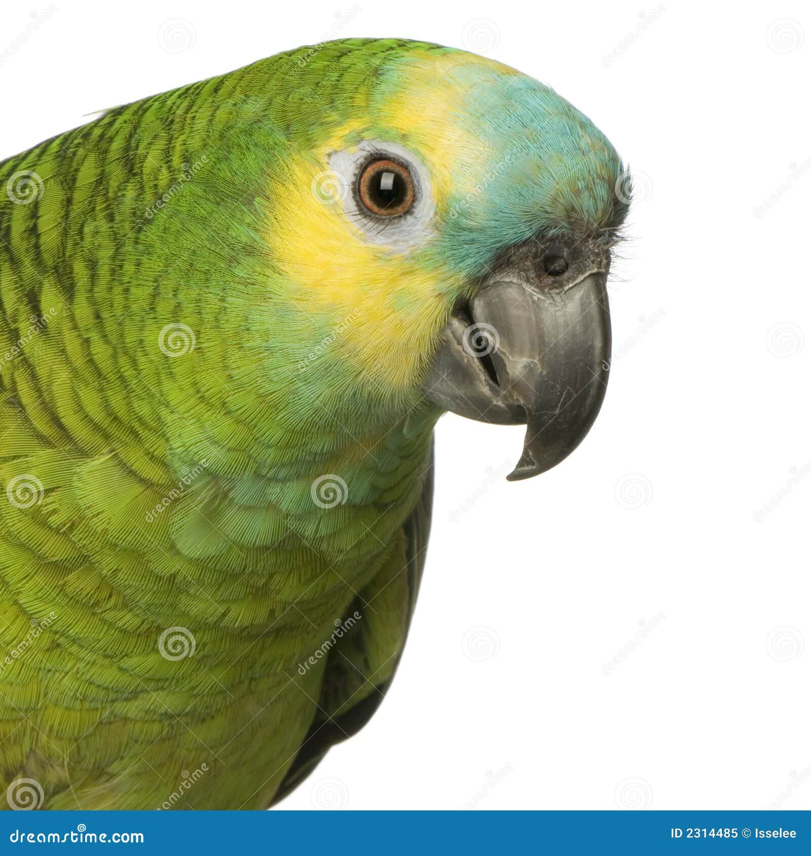 Blue-fronted Amazon stock image. Image of animal, animals - 2314485