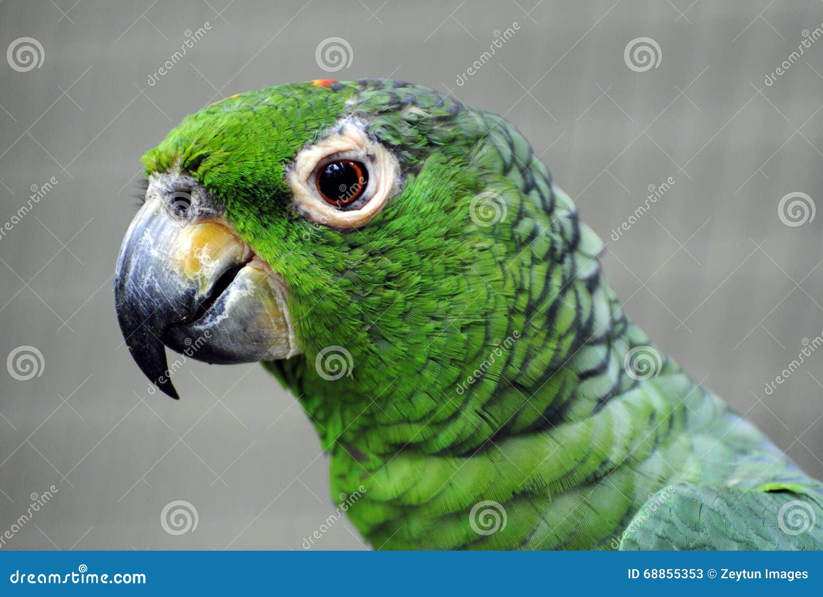 Blue fronted Amazon stock image. Image of malaysia, turquoise - 68855353