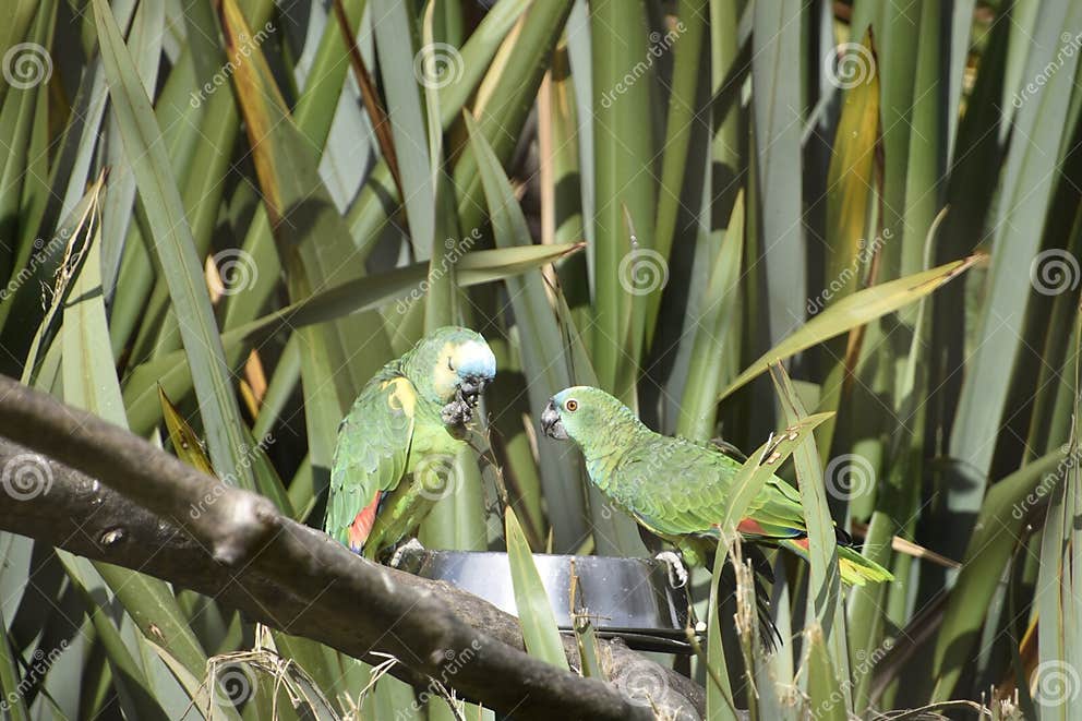 The Blue-fronted Amazon, the Blue-fronted Parrot, Two Parrots Above the ...