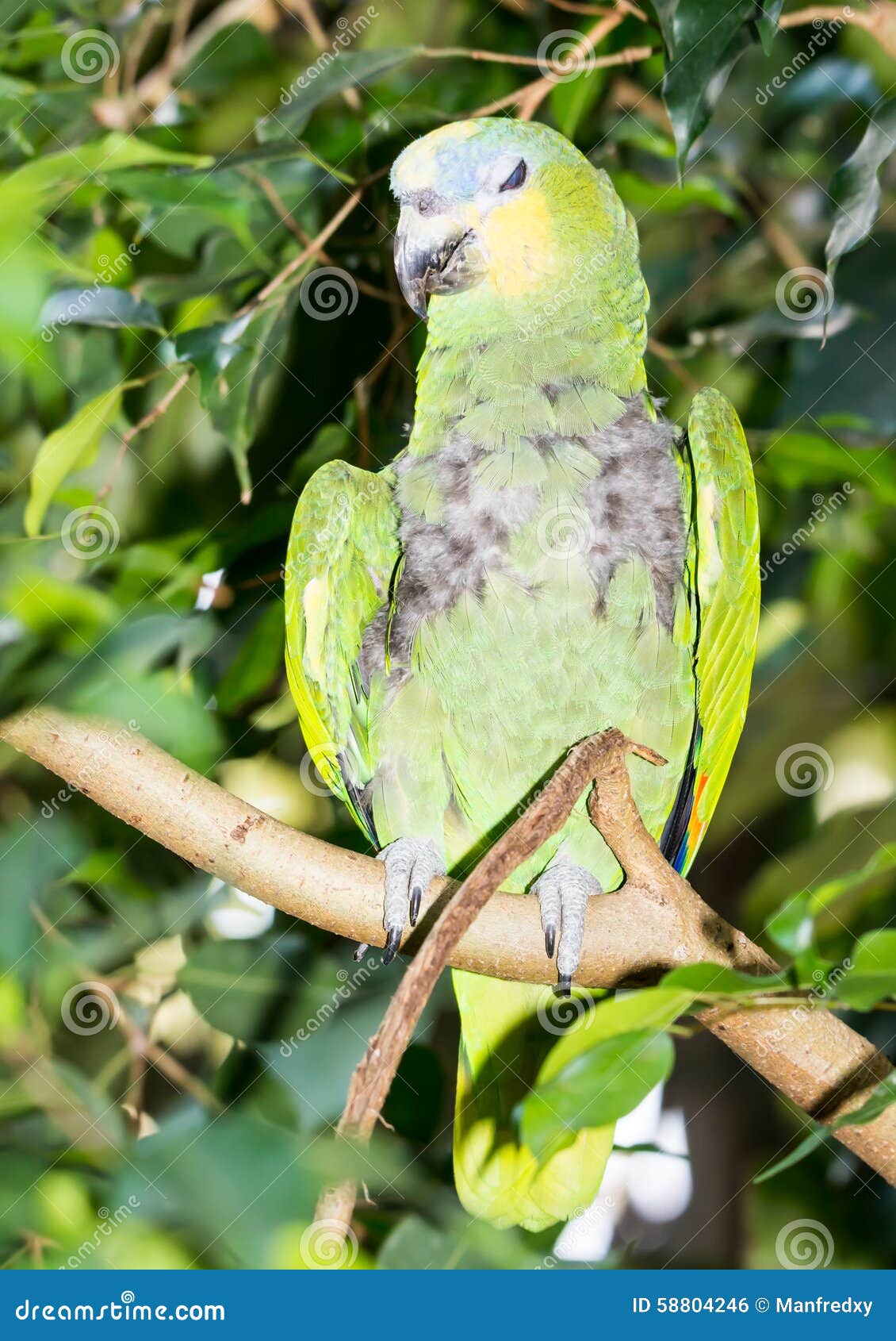 Blue-fronted Amazon Parrot stock photo. Image of amazon - 58804246
