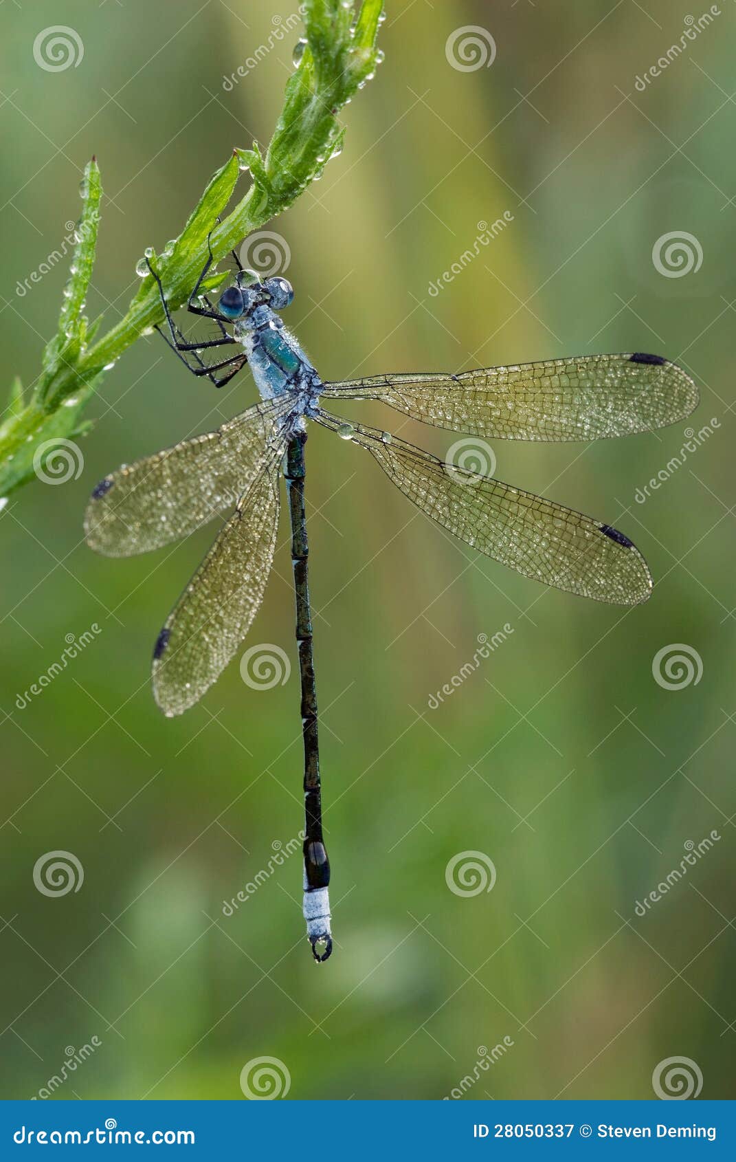 Blue-fronted Dancer Damselfly Stock Image - Image of damselfly, dancer ...