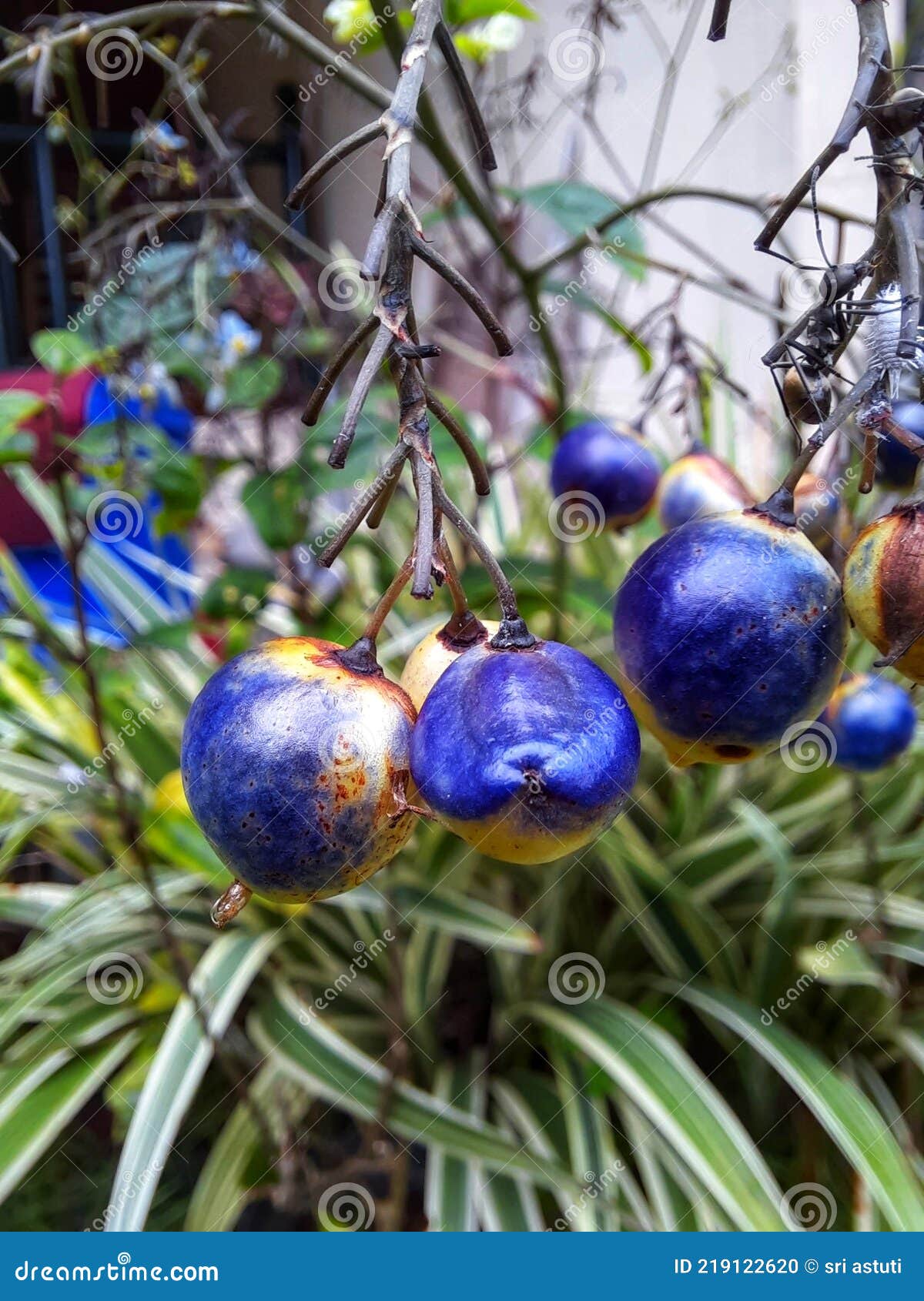 Blue Fruit Growing in the Garden Stock Photo - Image of garden, berry ...