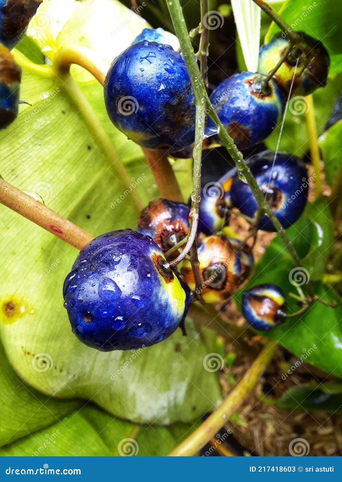 This Blue Fruit Grows in a Lot of Gardens Stock Image - Image of green ...
