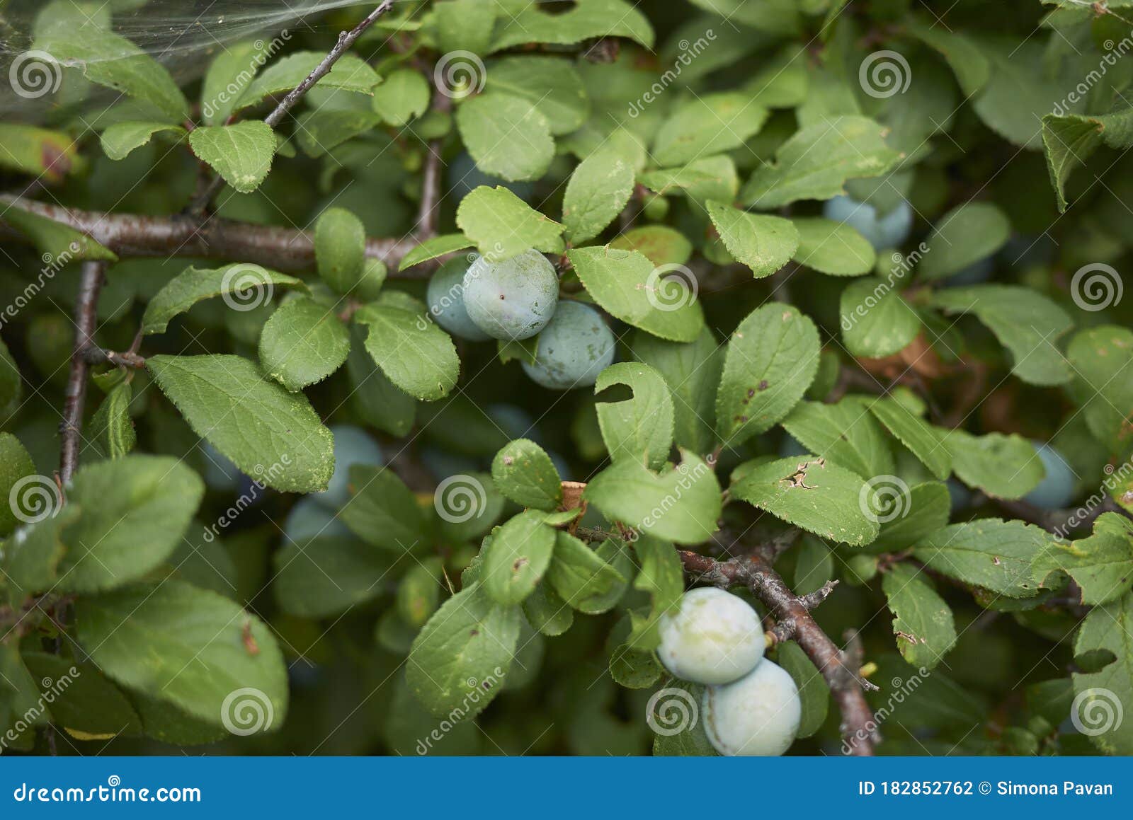 Blue Fruit of Prunus Spinosa Shrub Stock Photo - Image of edible, brown ...