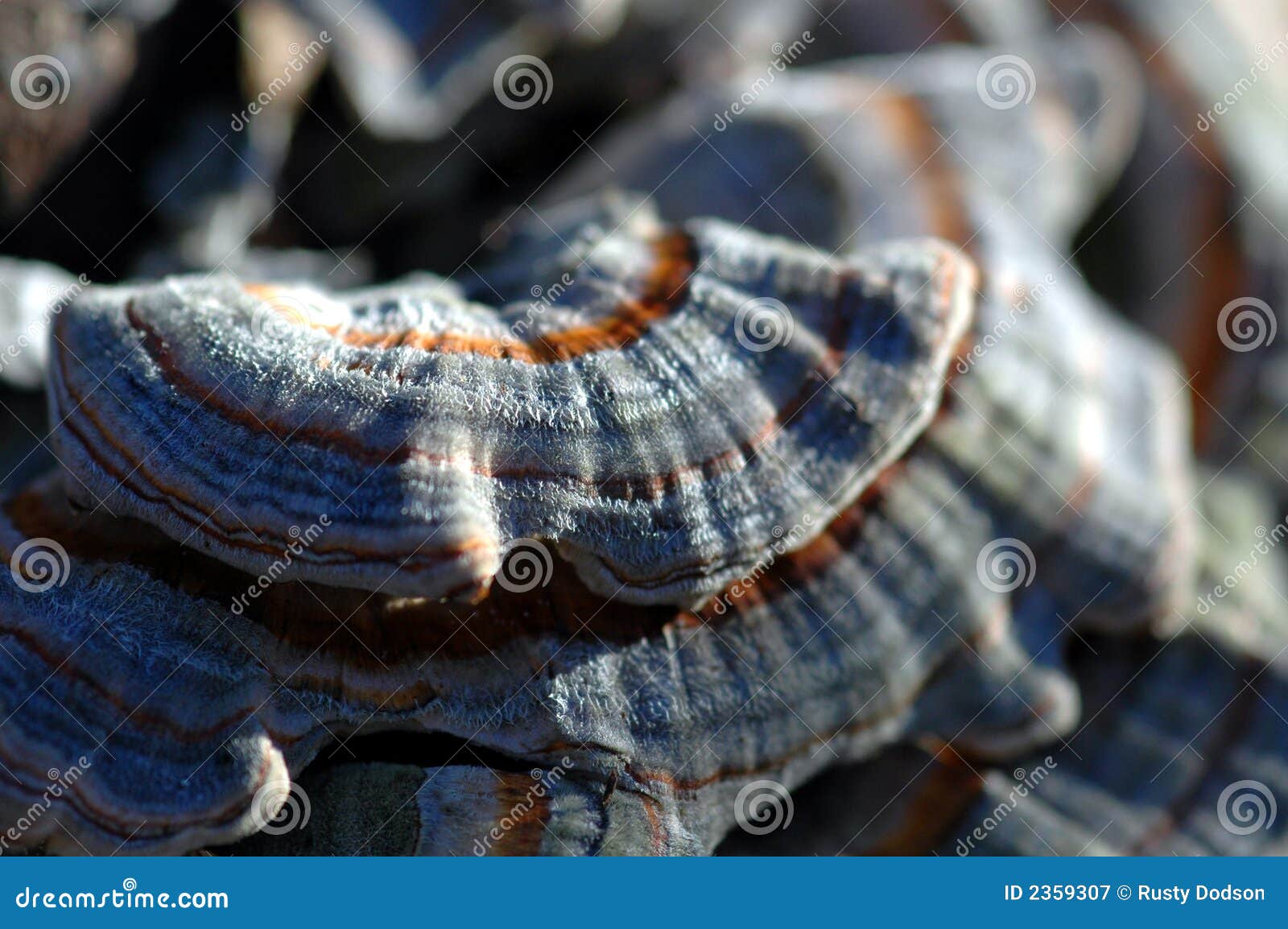 Blue Fungus stock image. Image of woods, blue, grey, interesting - 2359307