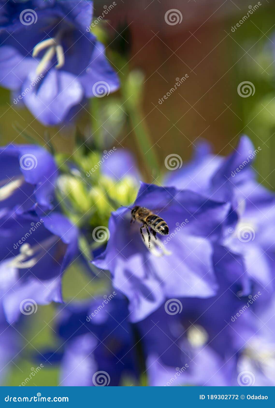 Blue Garden Bell with Dew Drops, Illuminated by the Rays of the Sun ...