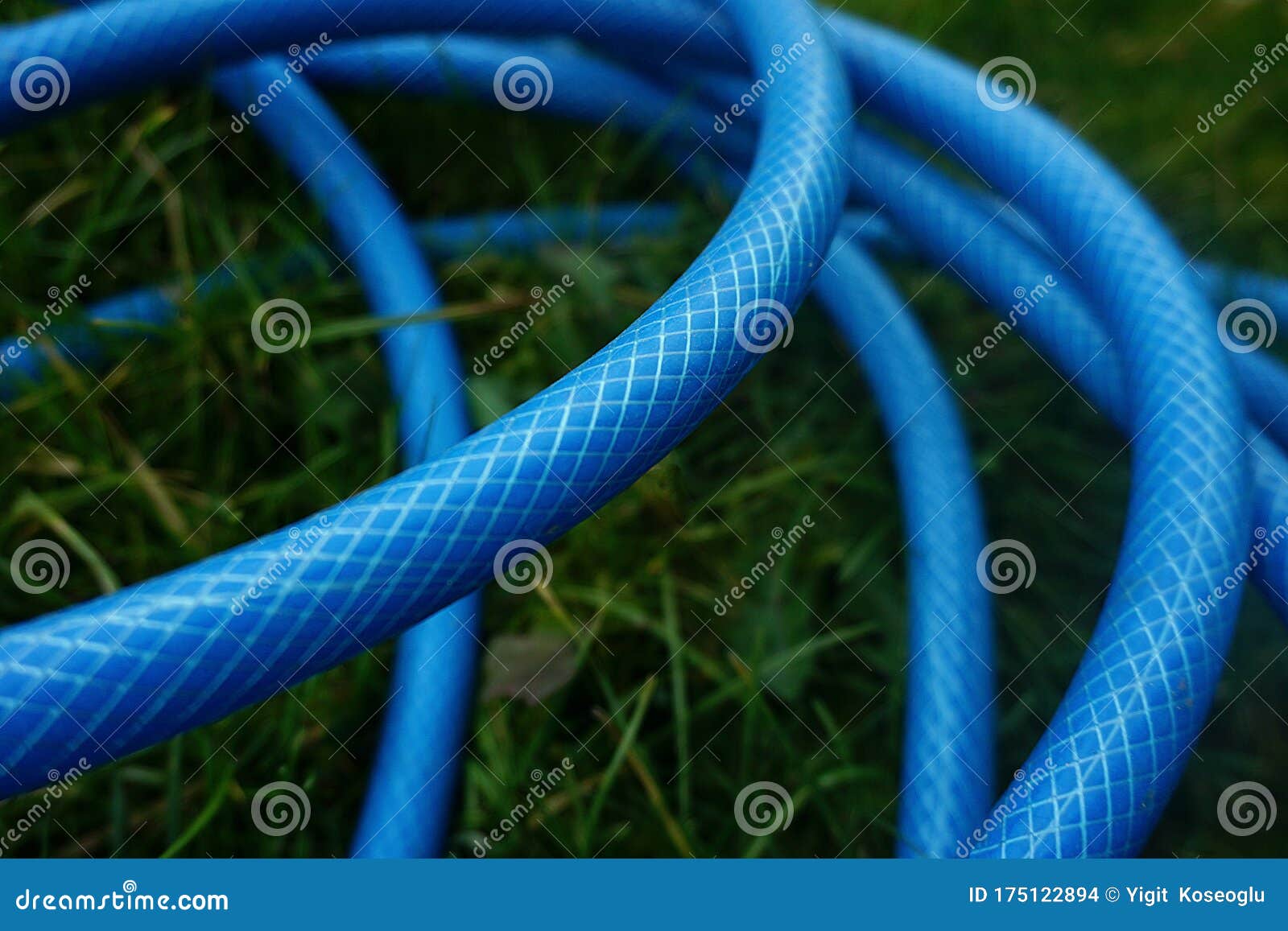 Blue Garden Hose on the Grass Stock Photo - Image of irrigation ...