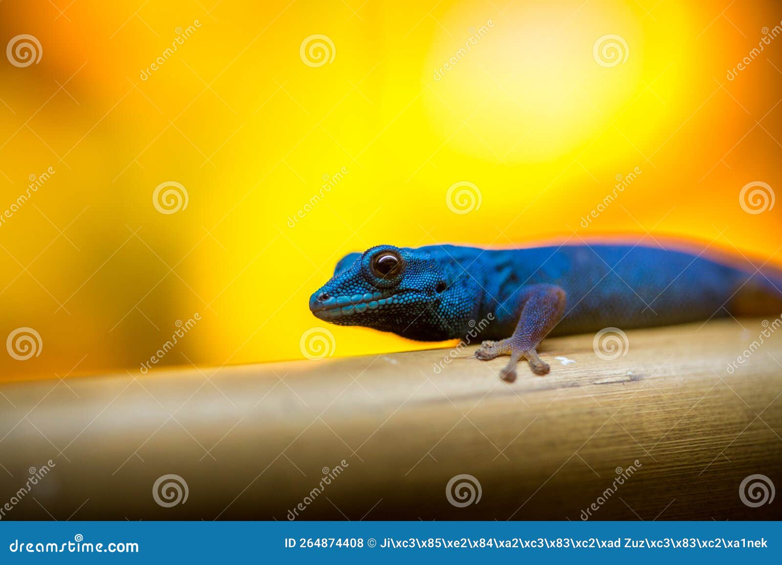 Blue Gecko on Branch with Orange Background Stock Photo - Image of ...