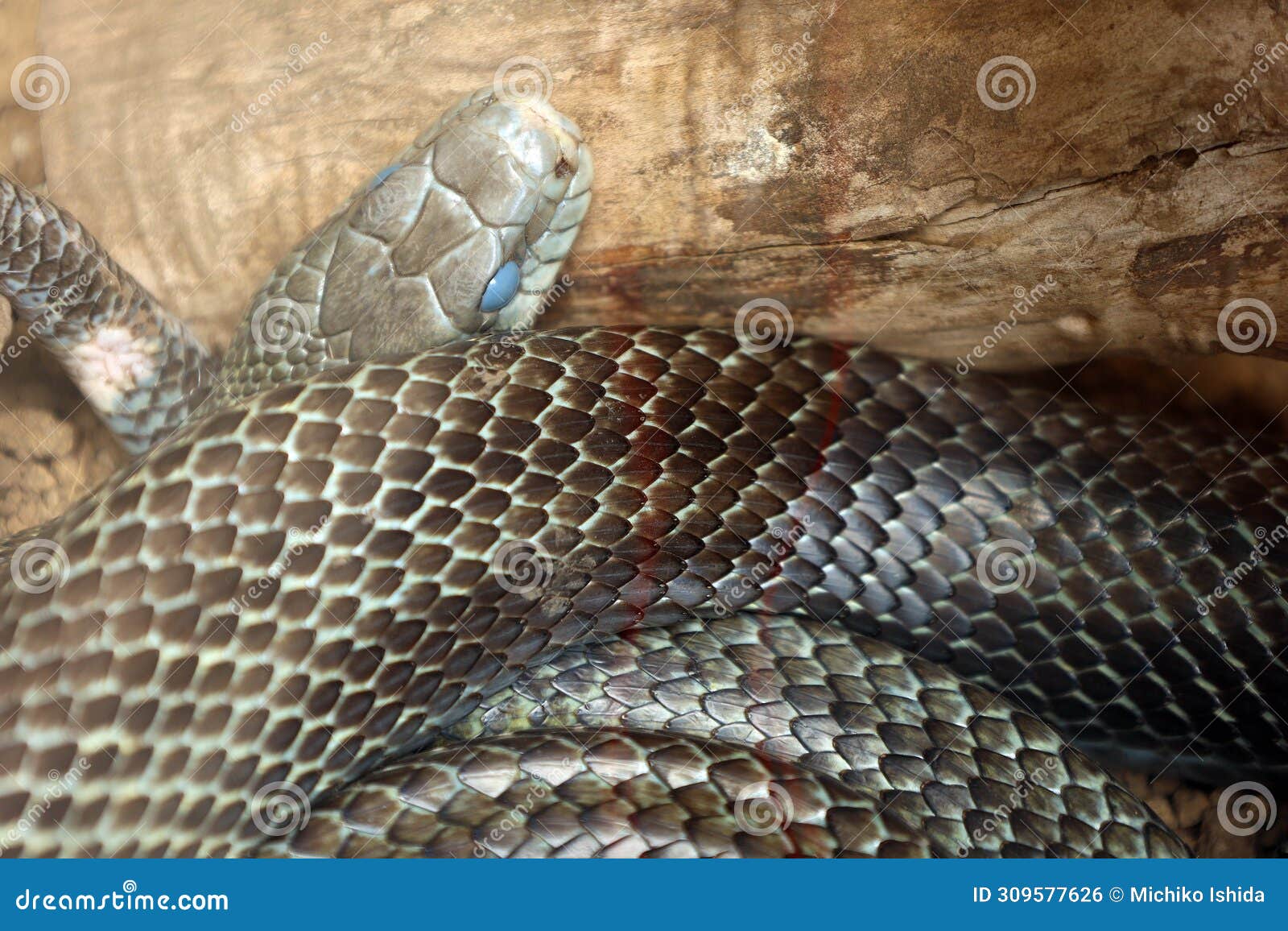 Blue General Coiled in a Coil, Close-up of a Snake Stock Photo - Image ...