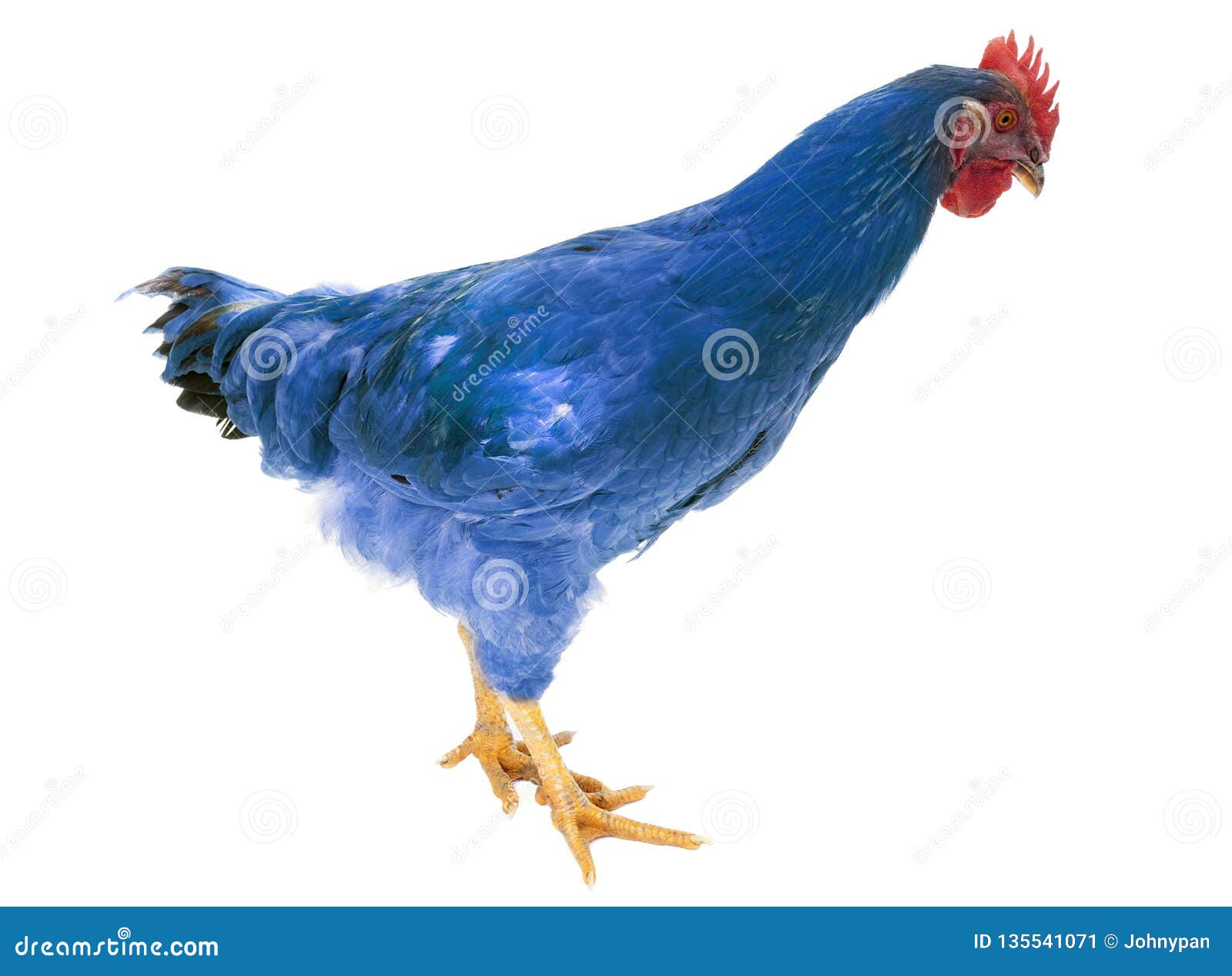 Blue Genetic Modified Chicken Isolated Stock Image - Image of head ...