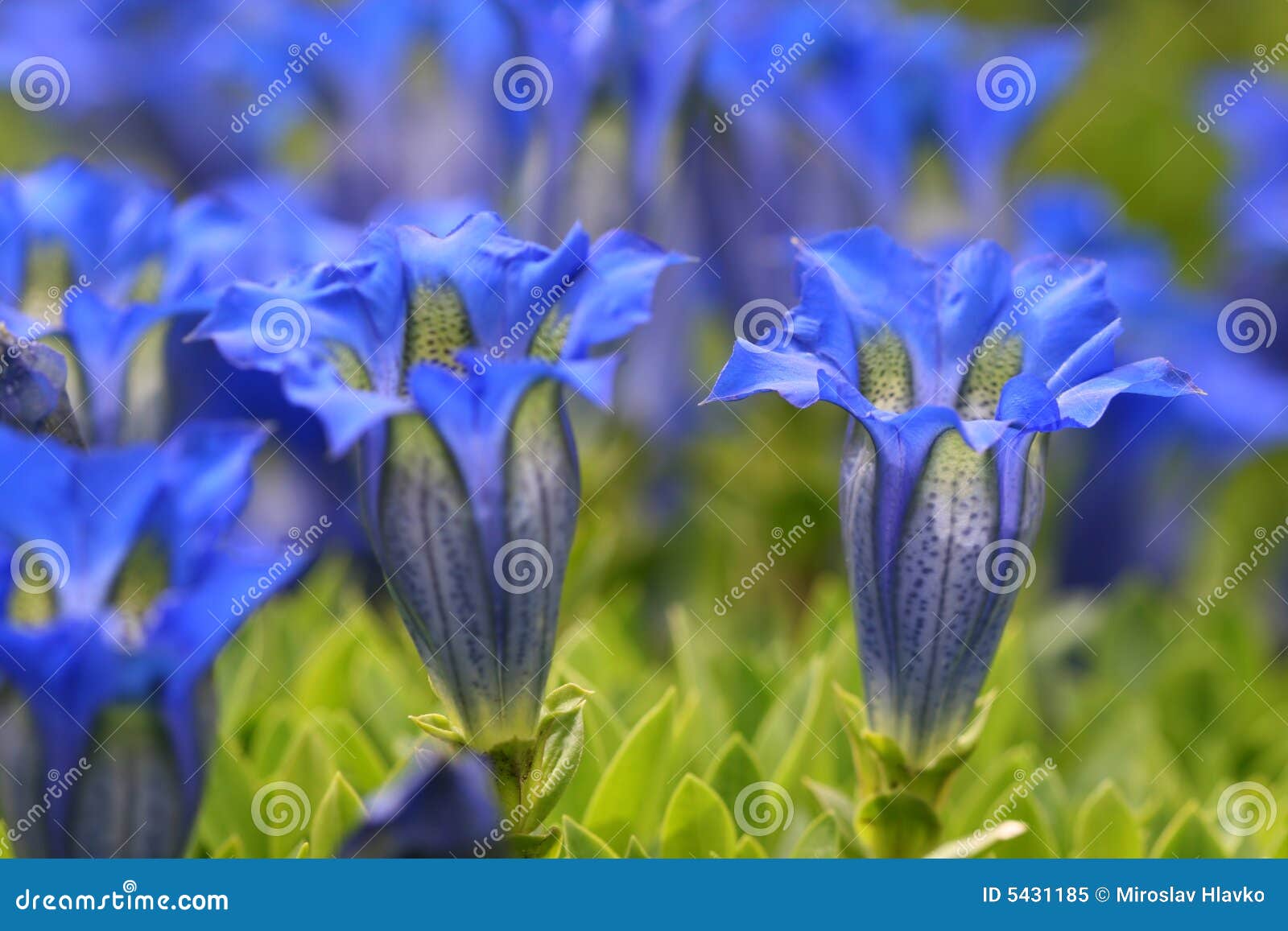 Blue gentian stock image. Image of natural, spring, nature - 5431185
