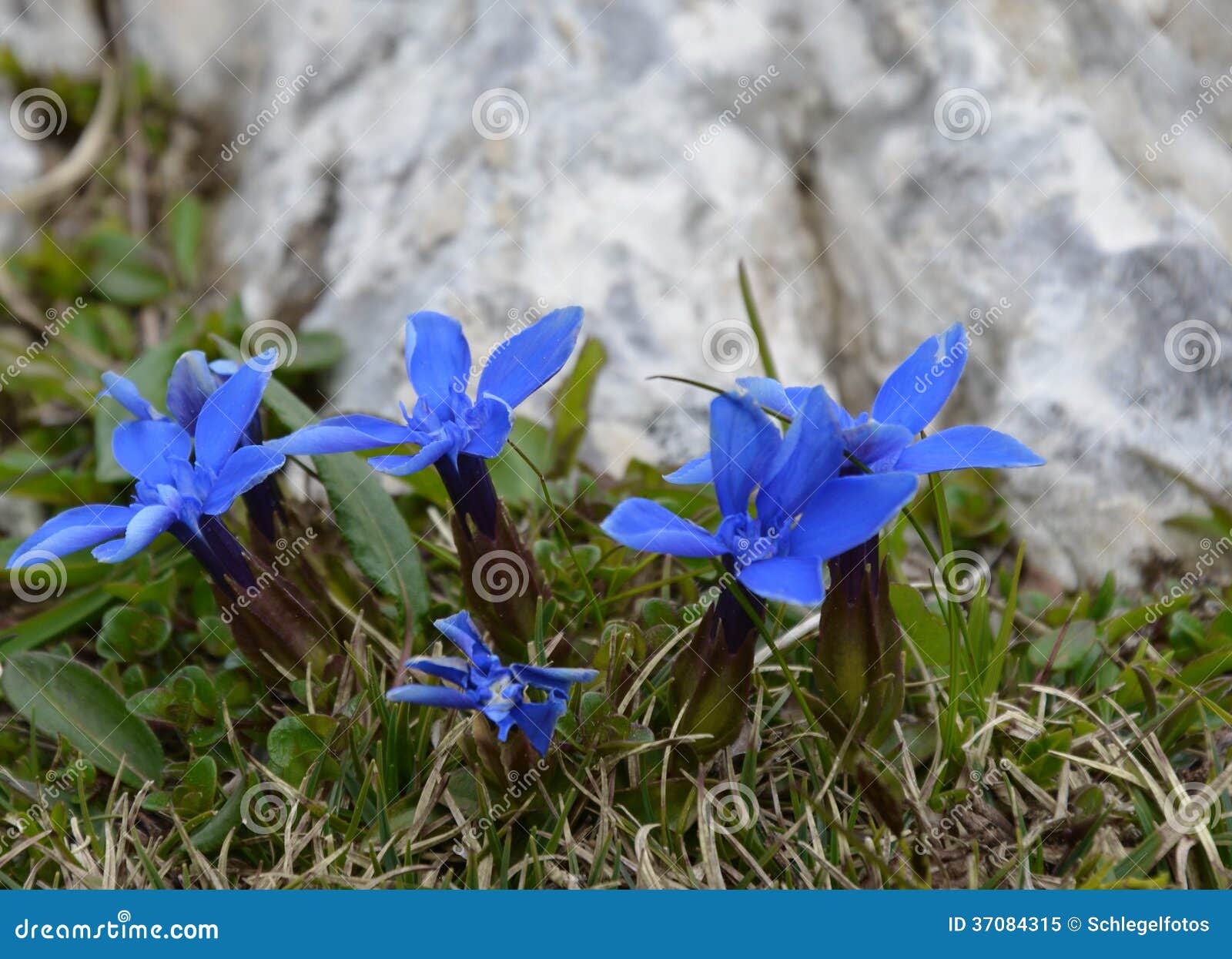 Blue gentian in nature stock image. Image of alps, stemless - 37084315