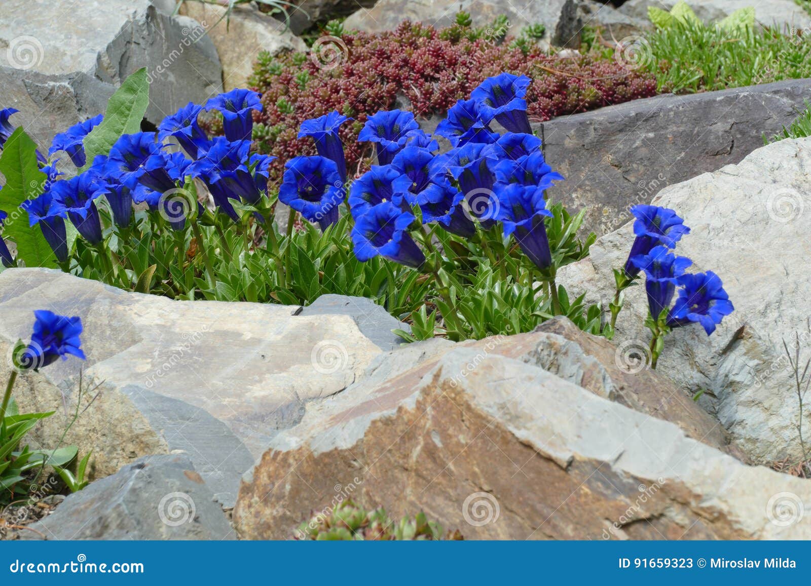 Blue gentian stock image. Image of spring, beautiful - 91659323