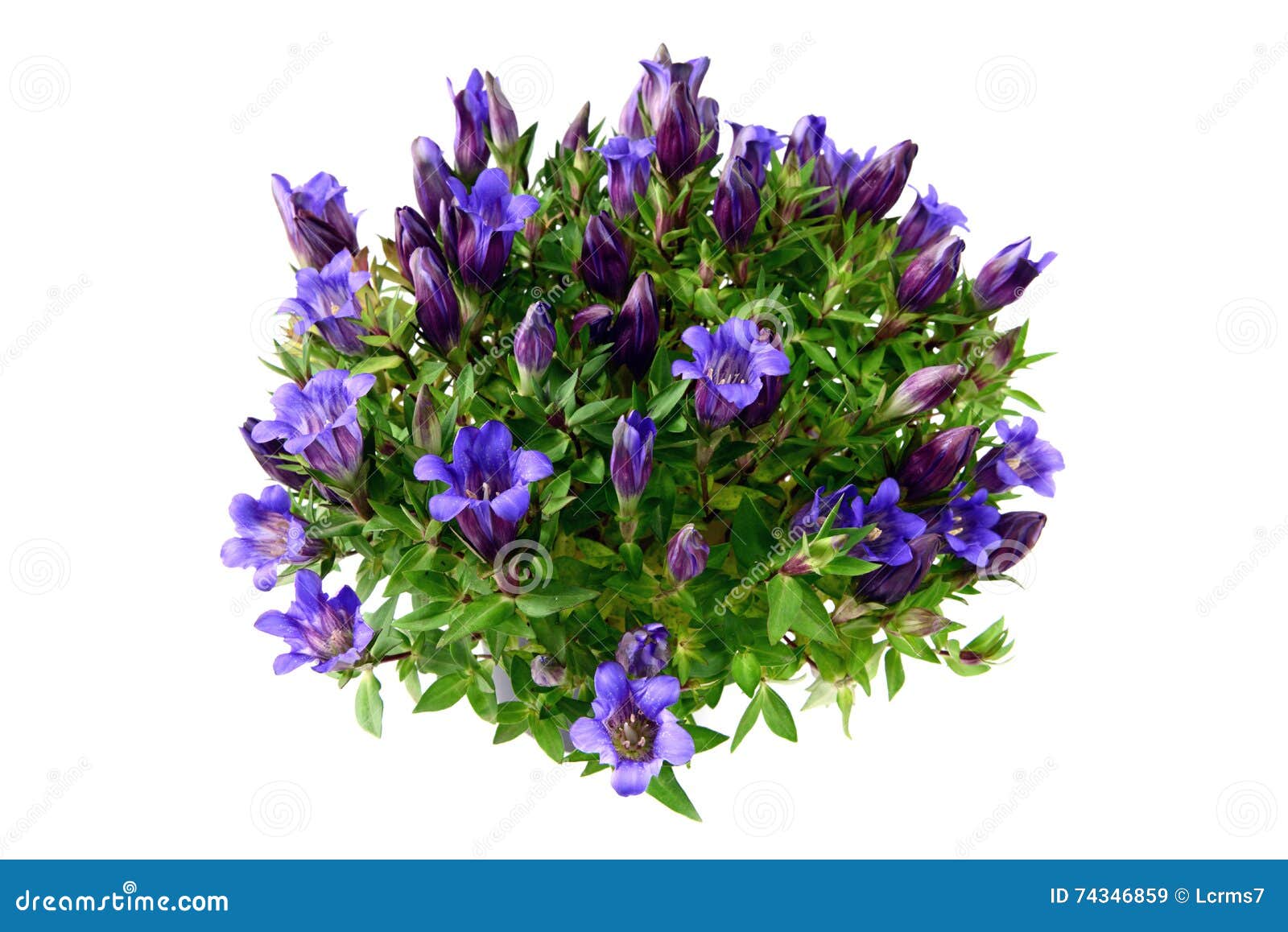 Blue Gentian on White Isolated Background Stock Image - Image of ...